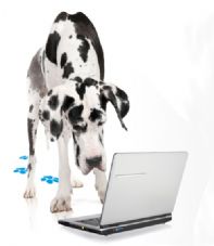 SourceDogg.com creates 80 jobs - TechCentral.ie